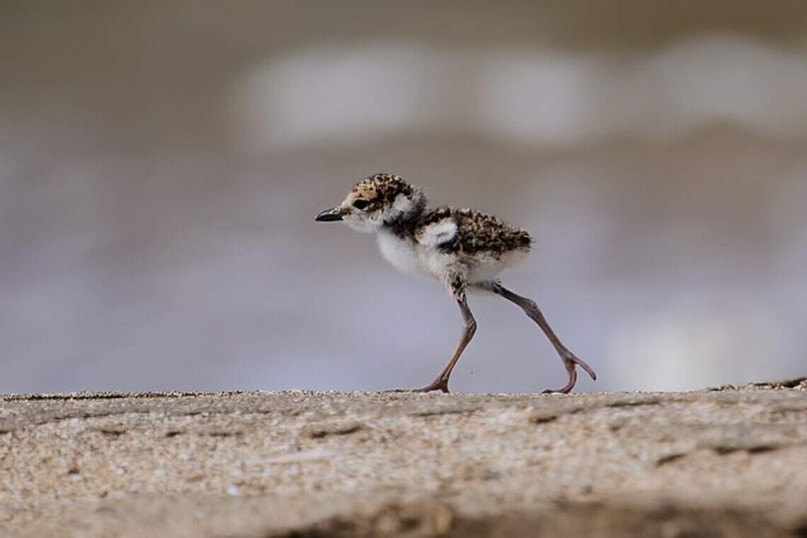 How to help protect Wilson’s Plover at the beach | Hilton Head Island ...