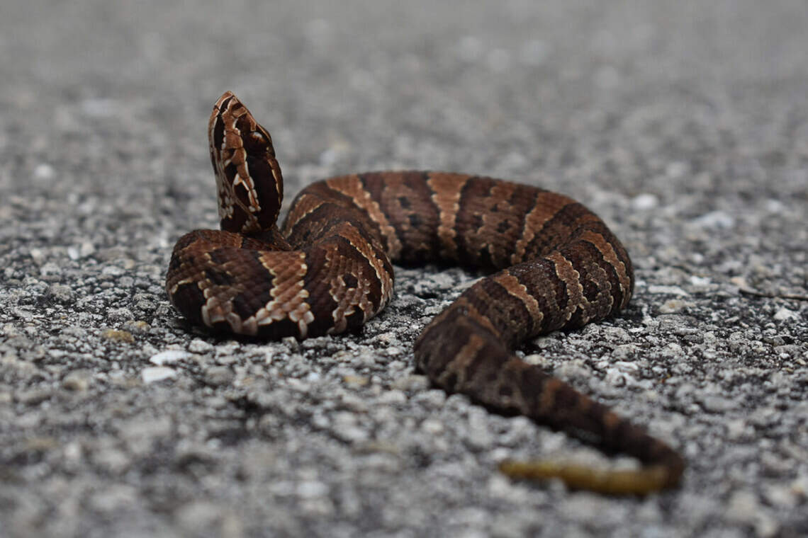 Your guide to South Carolina Lowcountry snakes | Hilton Head Island Packet