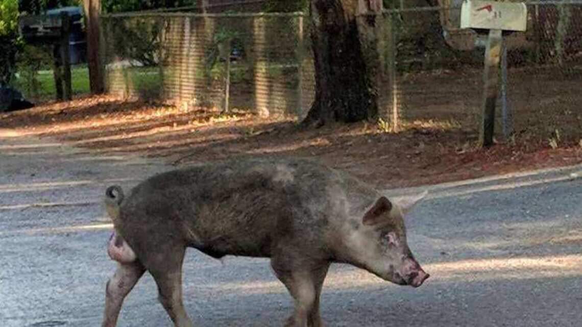 Big hogs spotted on South Carolina Lowcountry road | Hilton Head Island ...