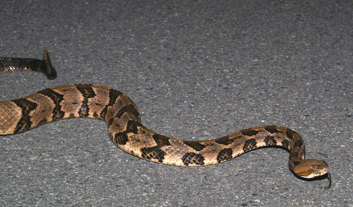 Your guide to South Carolina Lowcountry snakes | Hilton Head Island Packet