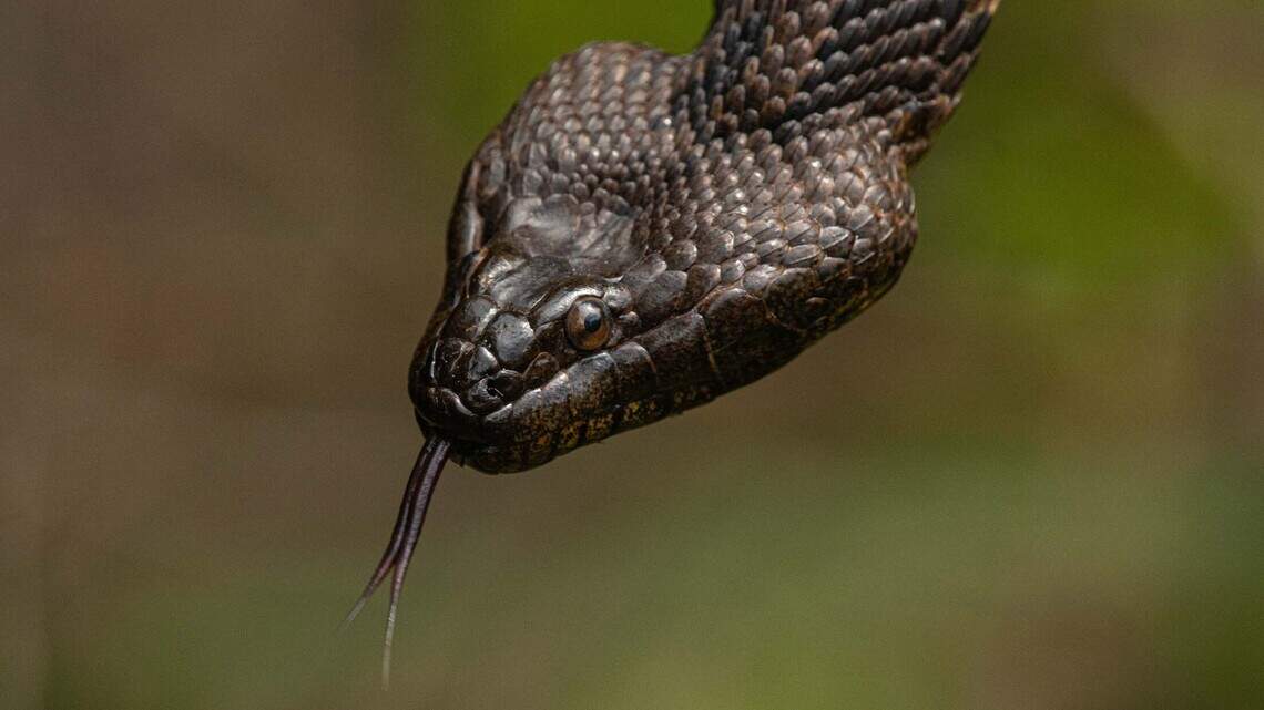 Here’s where South Carolina snakes go in the winter | Hilton Head ...