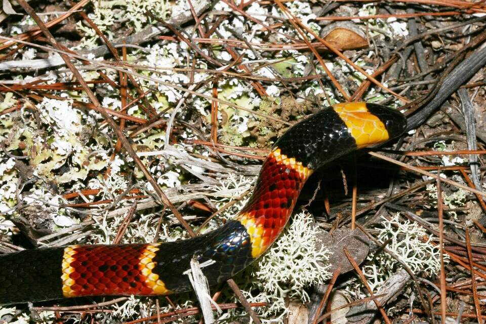 Your guide to South Carolina Lowcountry snakes | Hilton Head Island Packet