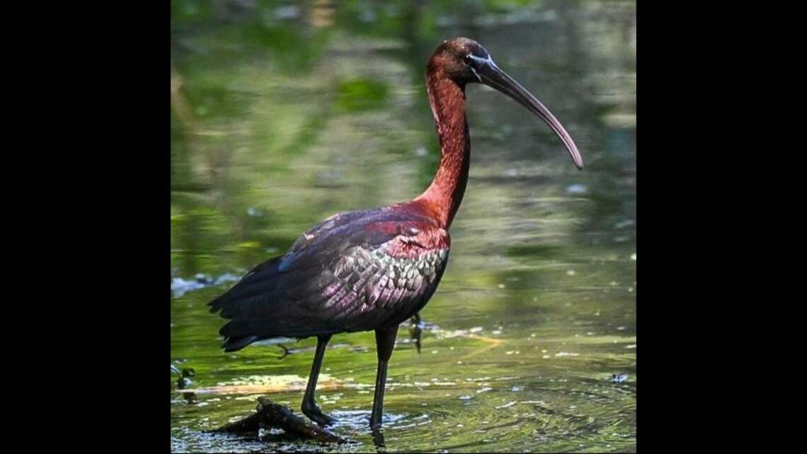 Bird that changes colors stuns birders with stop in Port Royal | Hilton ...