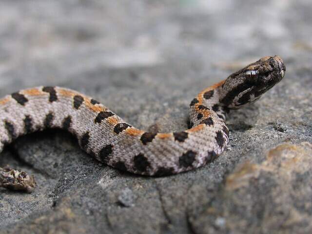 Your guide to South Carolina Lowcountry snakes | Hilton Head Island Packet