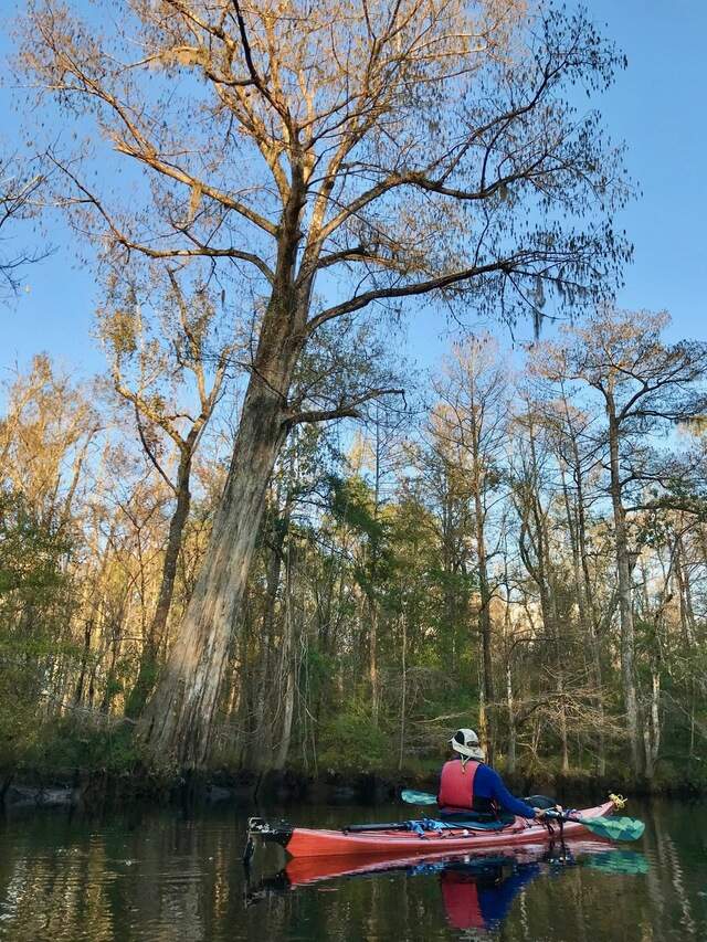 Floating on Wambaw Creek near McClellanville, S.C. | The State