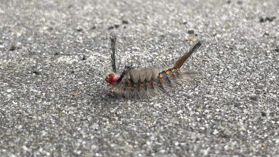 These fuzzy South Carolina caterpillars can be painful | Hilton Head ...