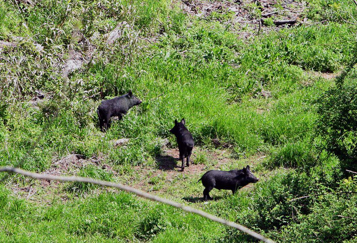What to know about feral hogs in the Lowcountry | Hilton Head Island Packet