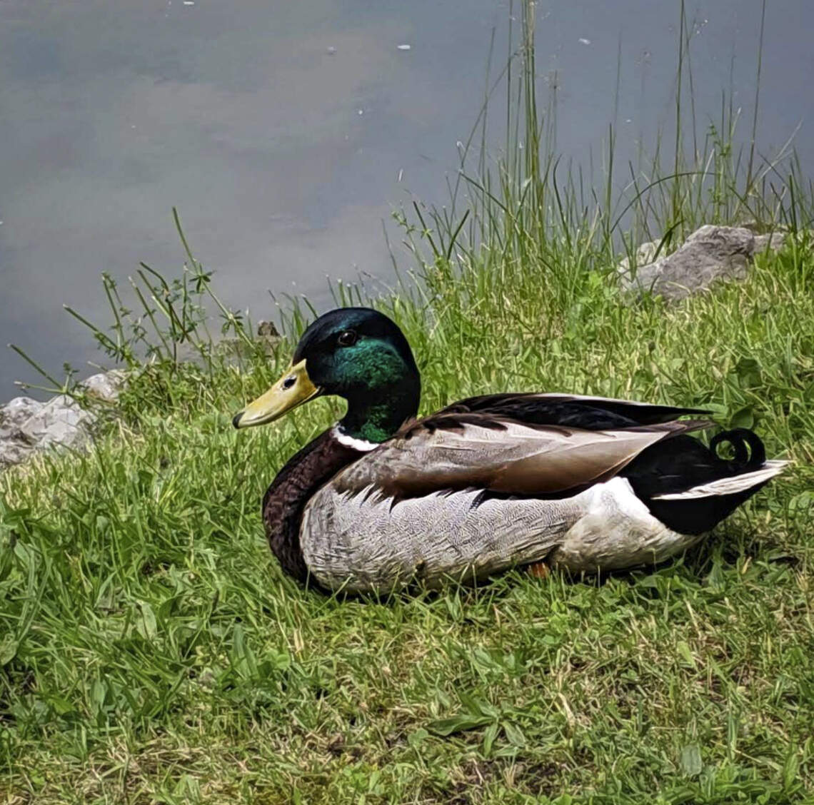 What to know about Mallard ducks in South Carolina | Hilton Head Island ...