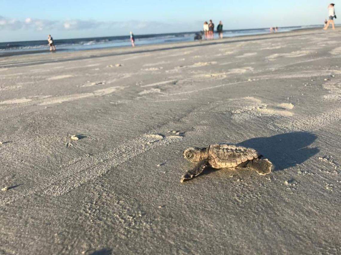 Hilton Head, SC sea turtle nesting season begins May 2019 | Hilton Head ...