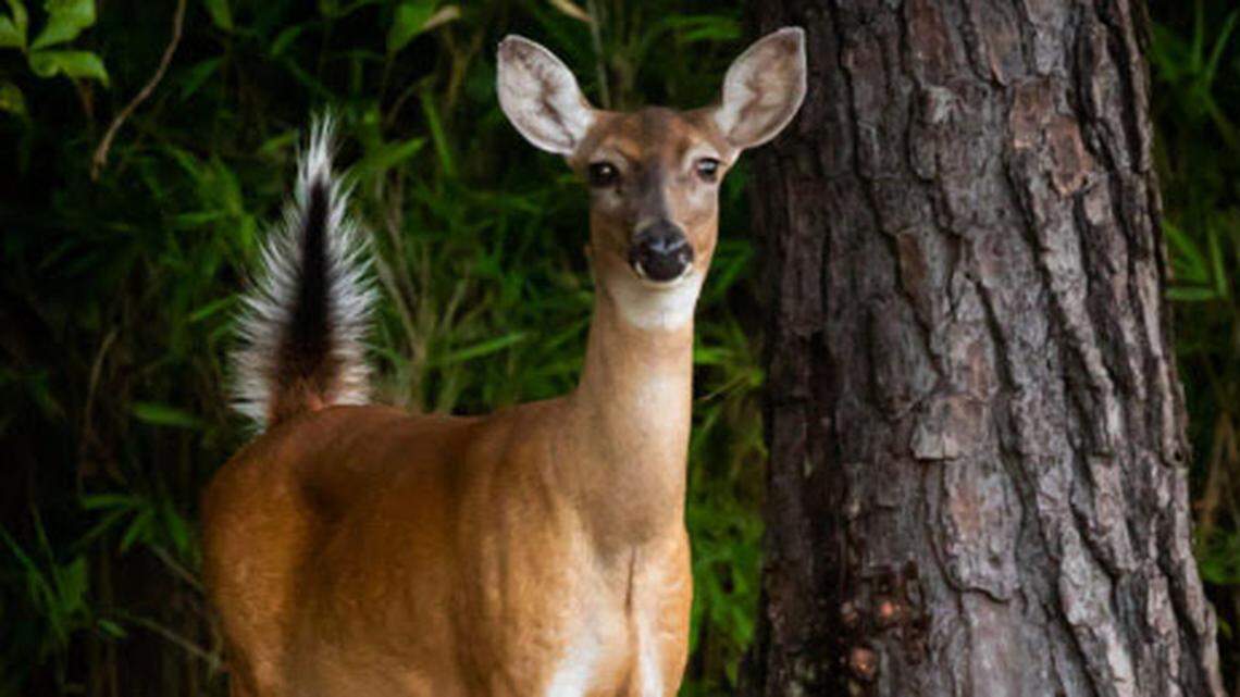 Some characteristics of South Carolina’s state animal | Hilton Head ...
