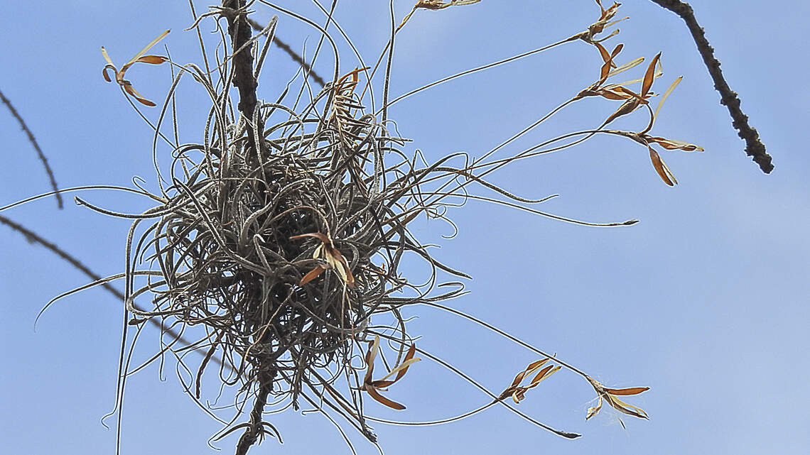 Intriguing ball moss joins cousin Spanish Moss in SC Lowcountry, green ...