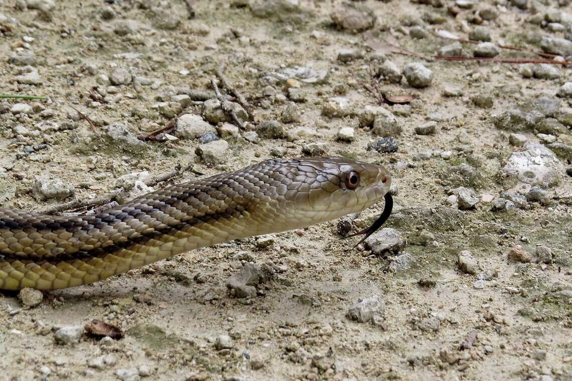What to know about snakes in SC during the winter months | Hilton Head ...