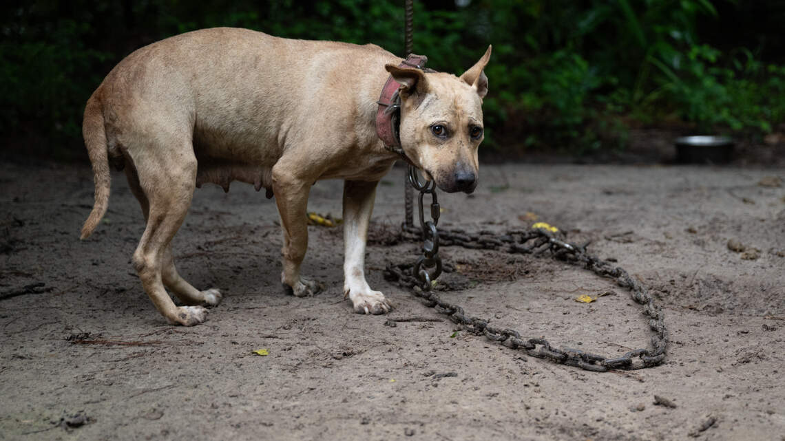 Photos show chained dogs rescued from SC dog fighting ring | Hilton ...