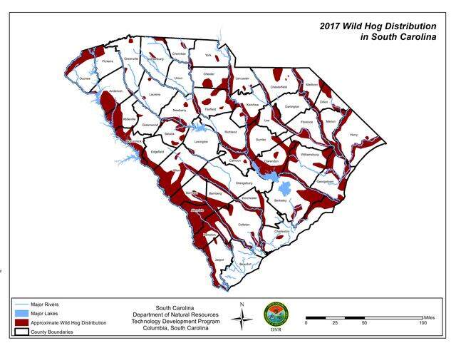 What to know about feral hogs in the Lowcountry | Hilton Head Island Packet