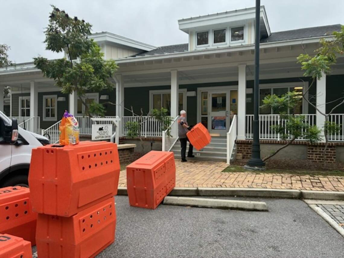 Hilton Head moves 69 cats to Ohio during storm prep | Hilton Head ...