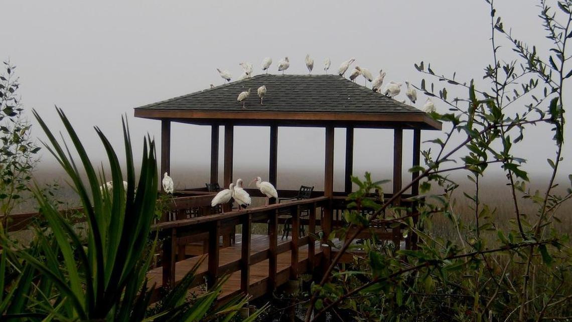 5 facts to know about South Carolina ibis water birds | Hilton Head ...