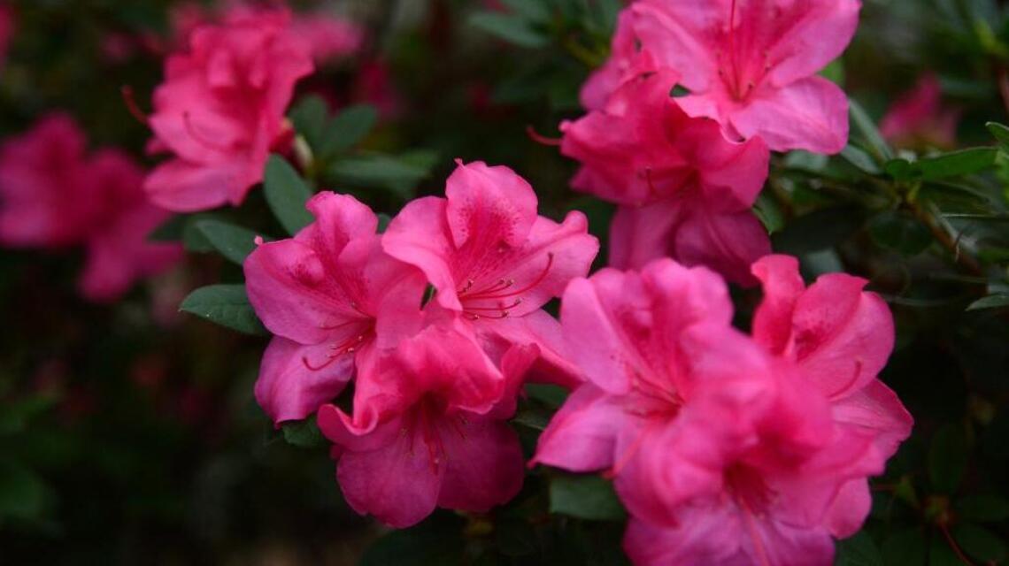 In Beaufort, cut azaleas bushes wilt relationship | Hilton Head Island ...